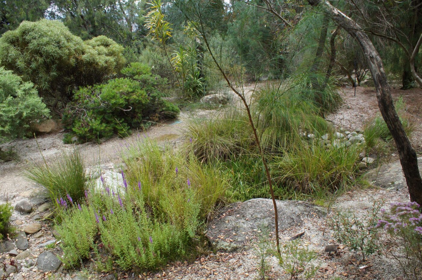 Balwyn calling: Maranoa a treasure of Aussie plants - Hort Journal ...