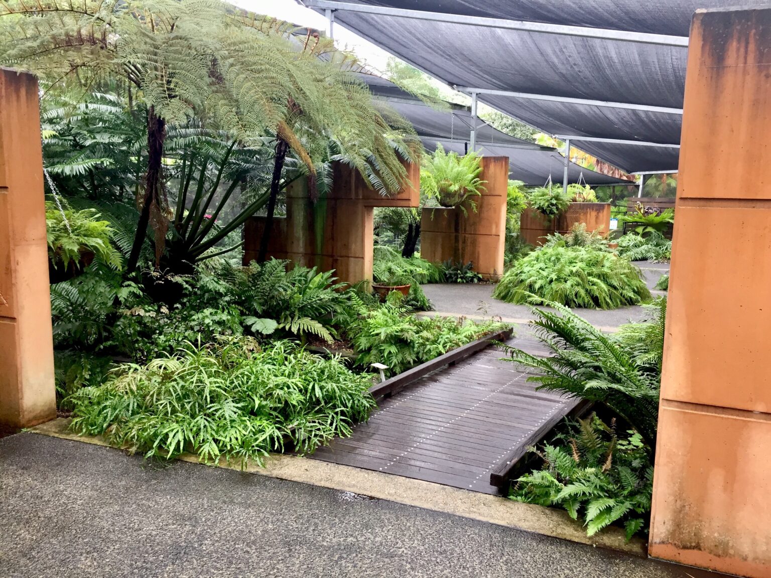 Brisbane’s Botanic Gardens showcases the life of ferns - Hort Journal ...