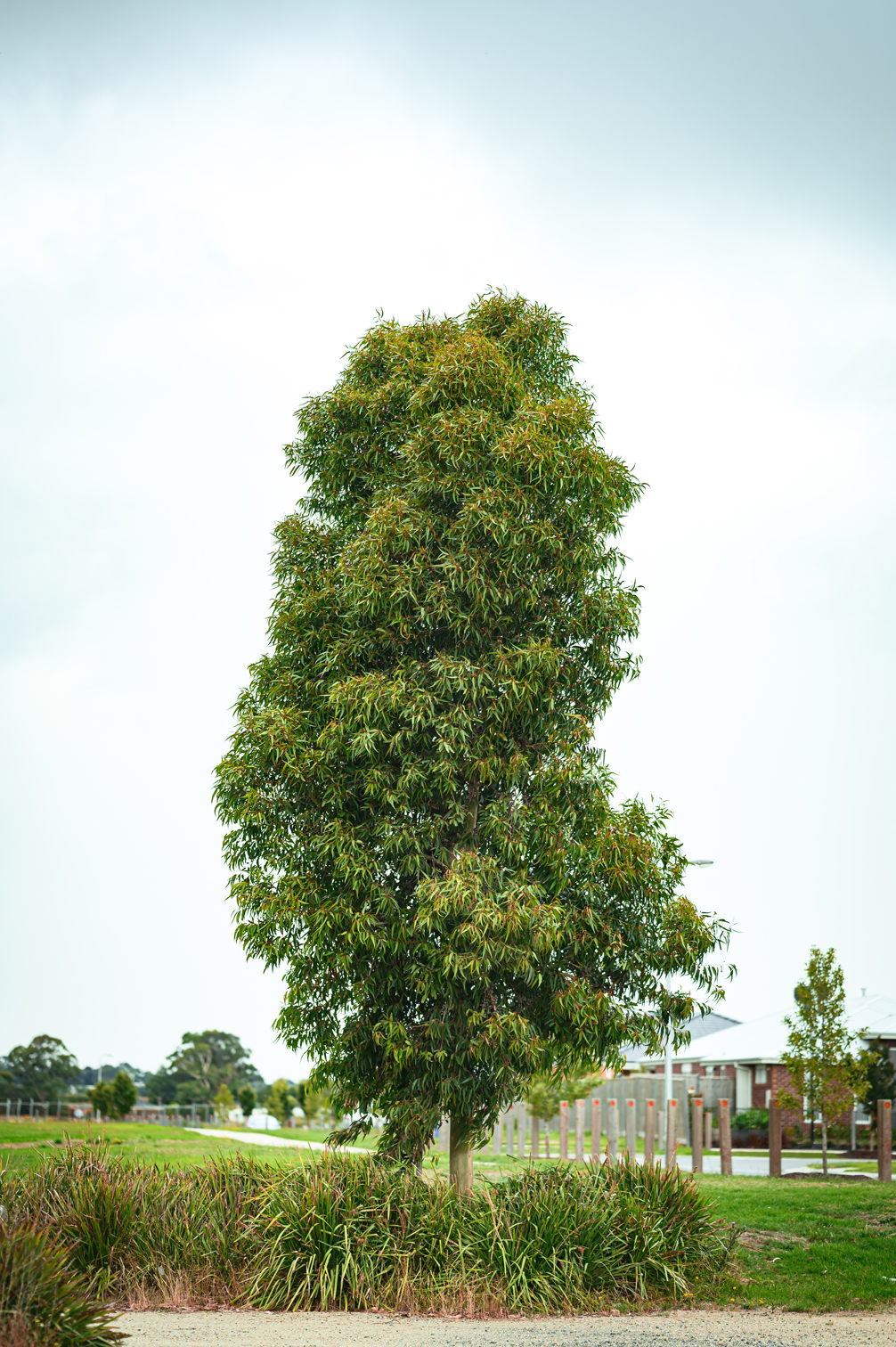 Playing the ‘long game’ with advanced trees - Hort Journal Australia