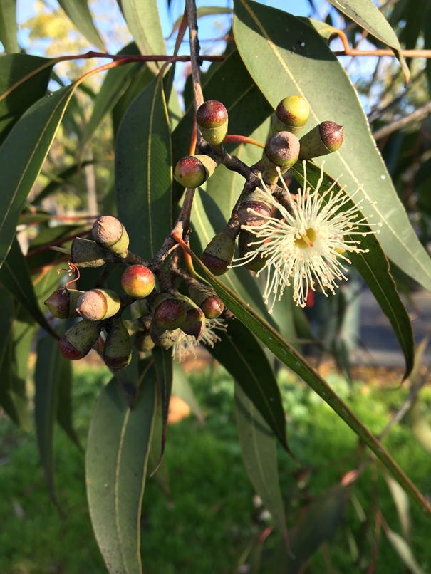 Playing the ‘long game’ with advanced trees - Hort Journal Australia