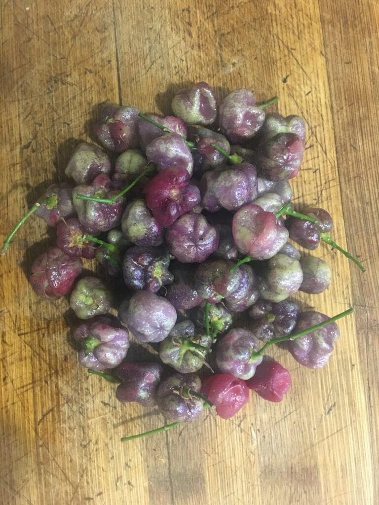 A native citrus tree with an unforgettable taste - Hort Journal Australia