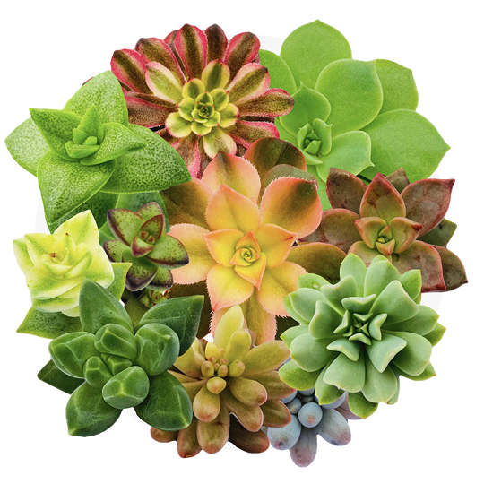 Indoor colour pops at the 2021 Australian Horticultural Trials - Hort ...