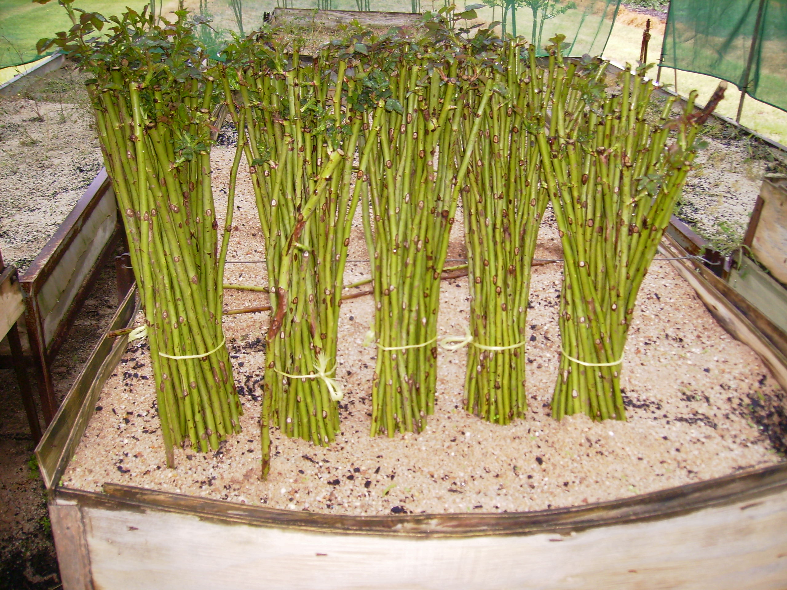 Propagation, so much more than putting a seed in a pot - Hort Journal ...