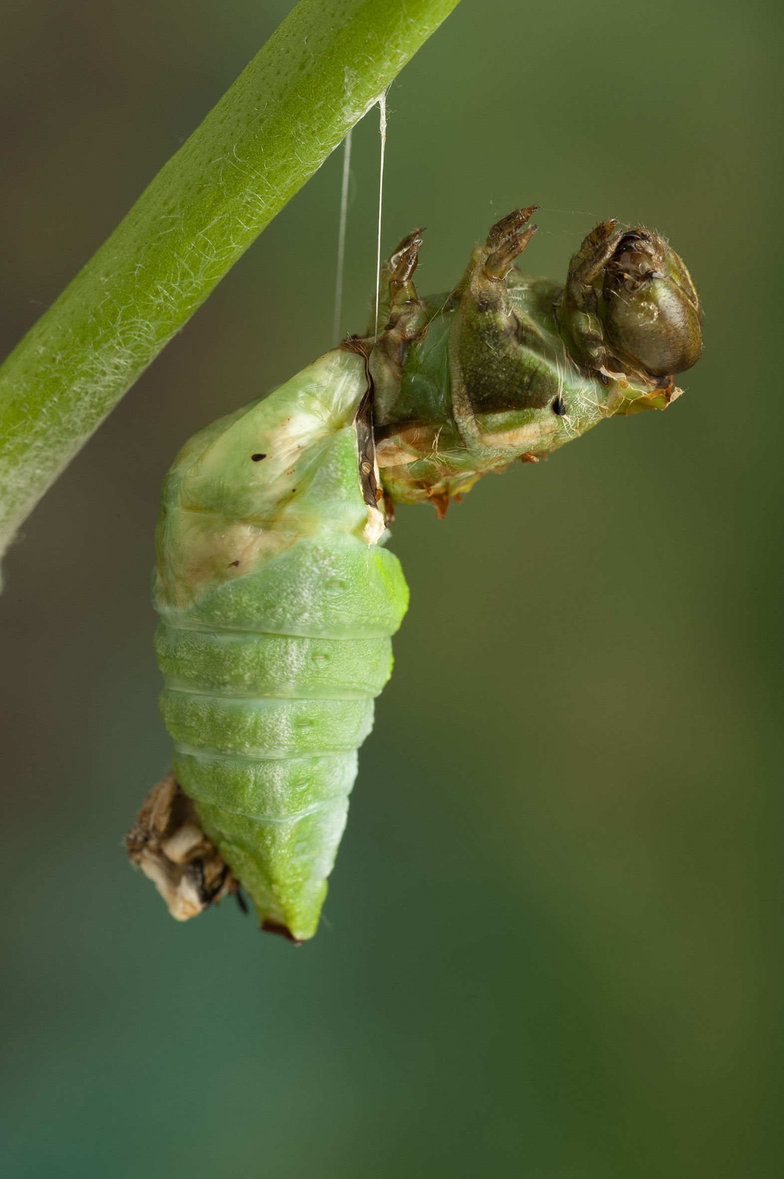 Inside the chrysalis - Hort Journal Australia