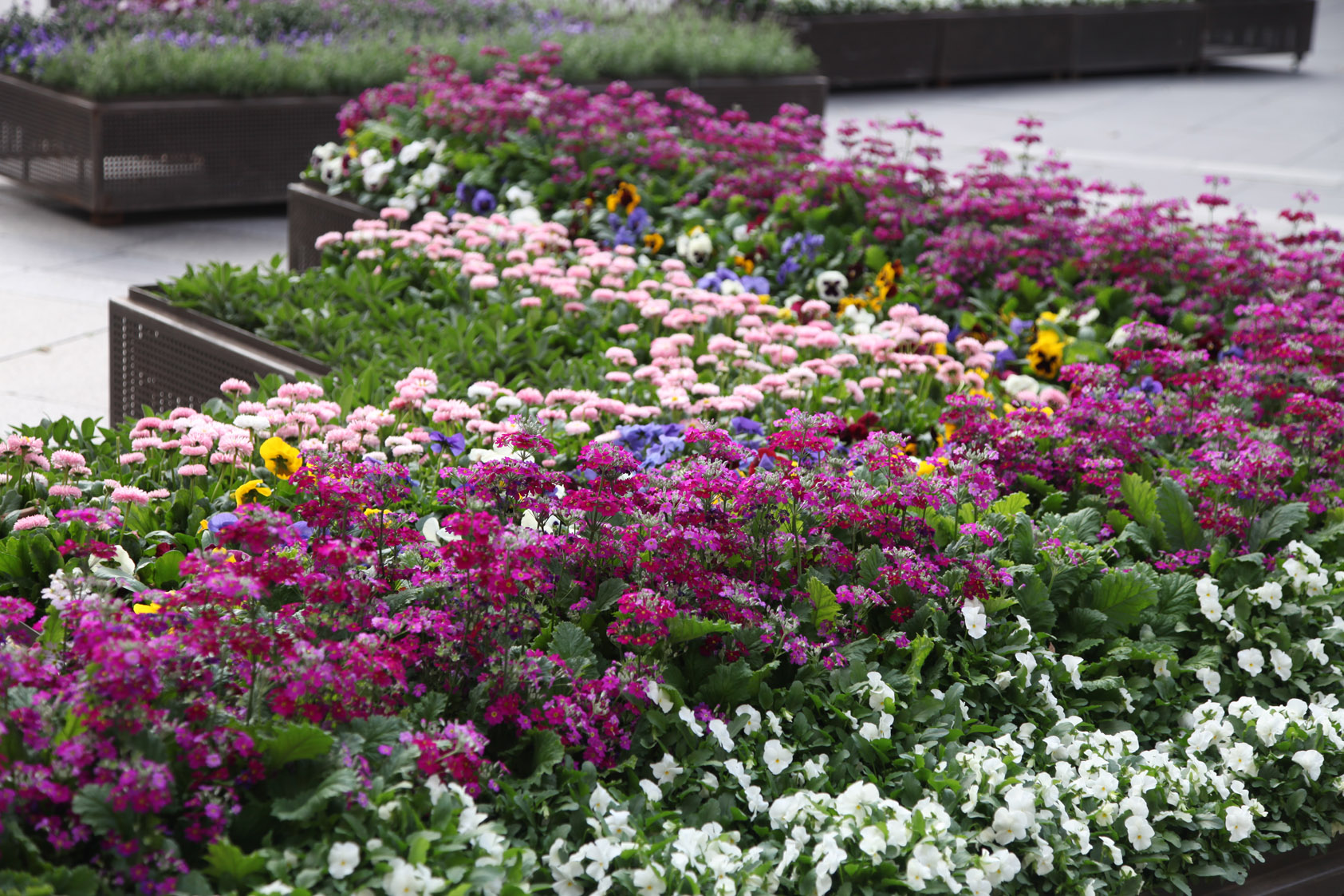 Making space for annuals in gardens - Hort Journal Australia
