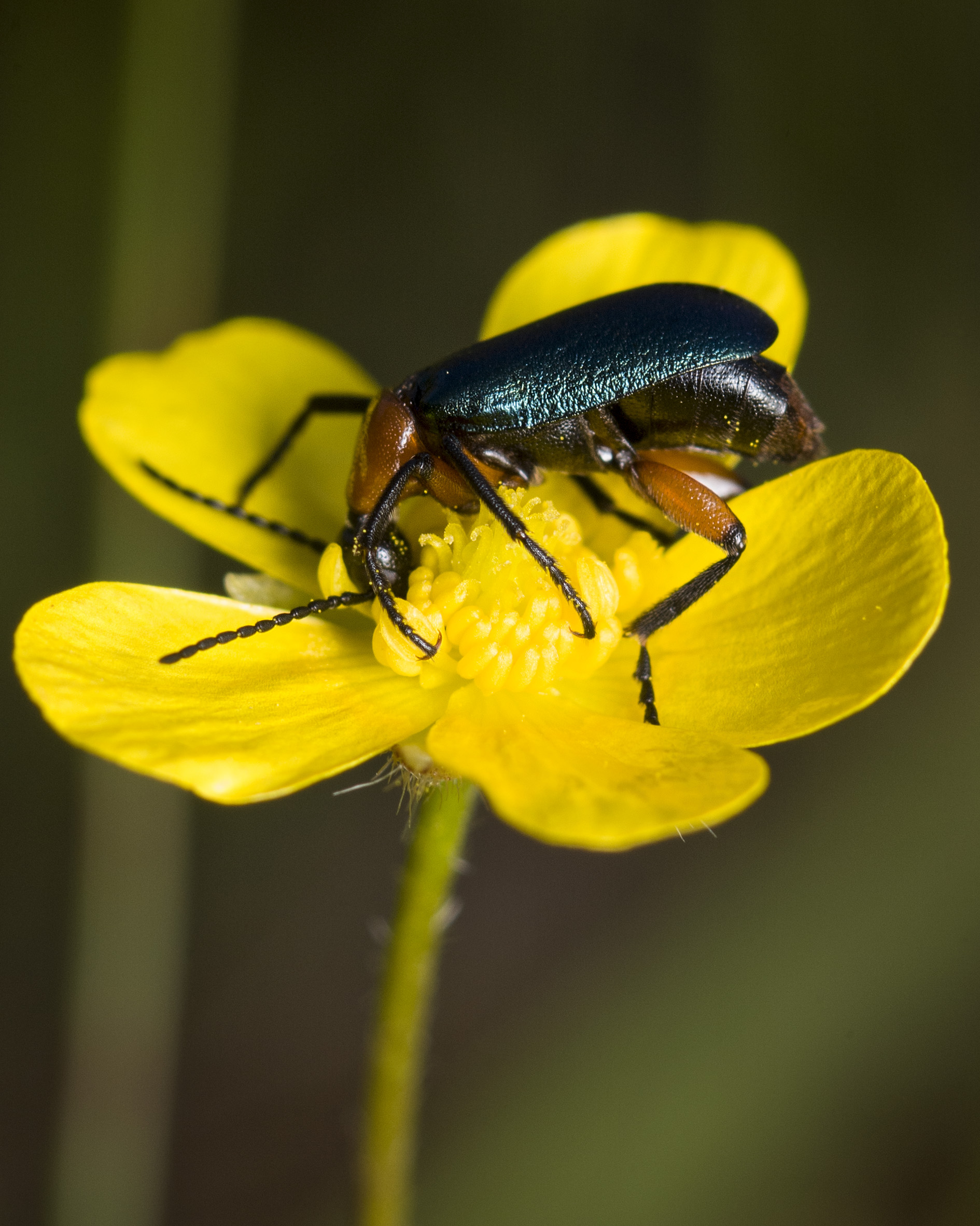 Insects - the foundation of biodiversity - Hort Journal Australia
