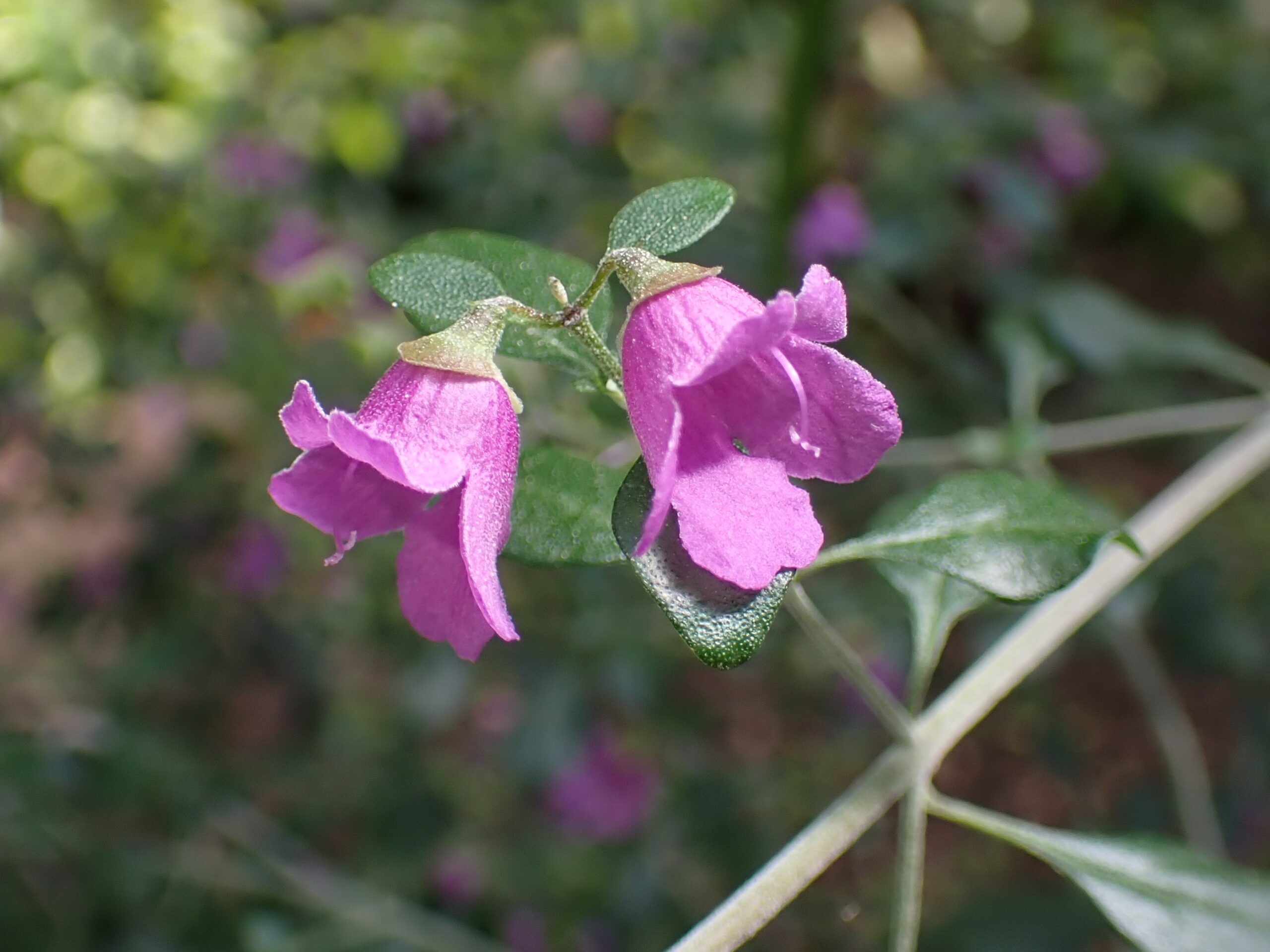 Prostanthera rotundifolia – native mint or oregano or ??? - Hort ...