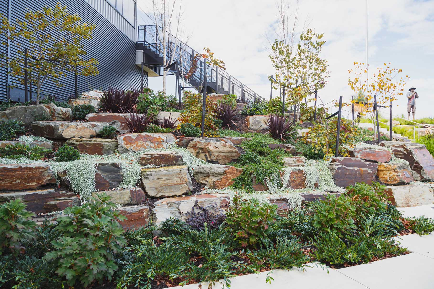 Introducing Distylium - The best plant you’ve NEVER heard of … until ...