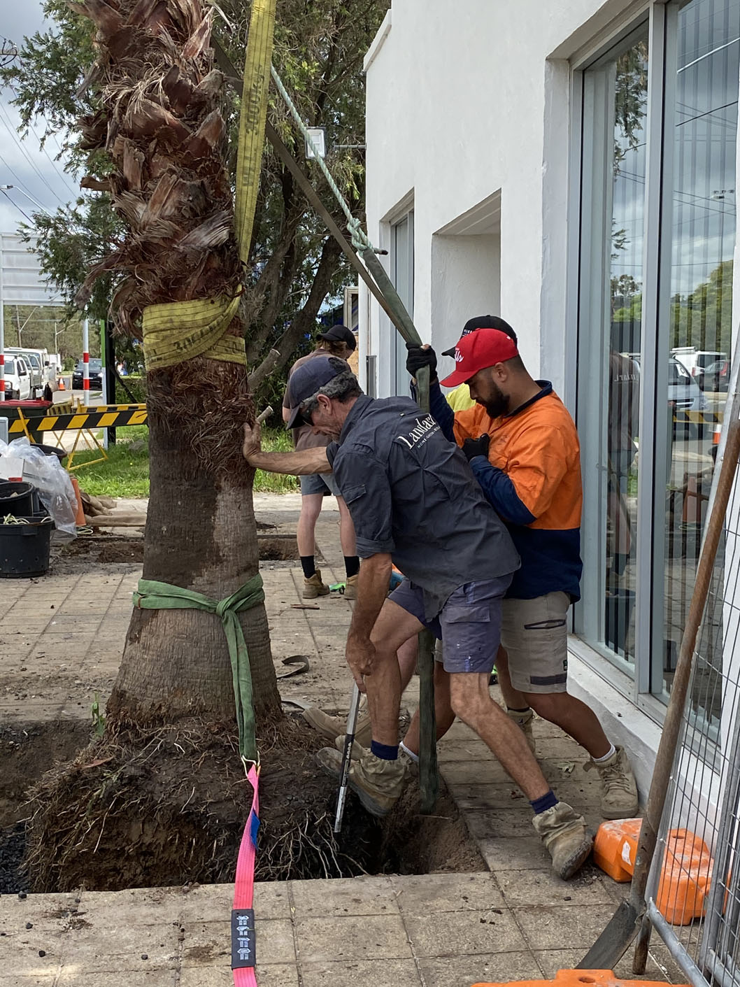 Advanced trees: Some tips for budding landscape designers - Hort ...