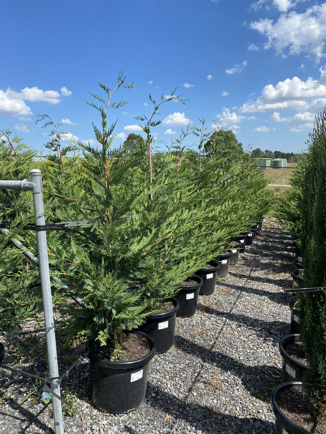 Broadening your tree palette - Hort Journal Australia