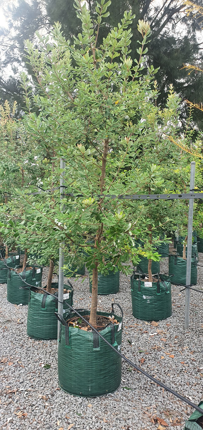 Broadening your tree palette - Hort Journal Australia