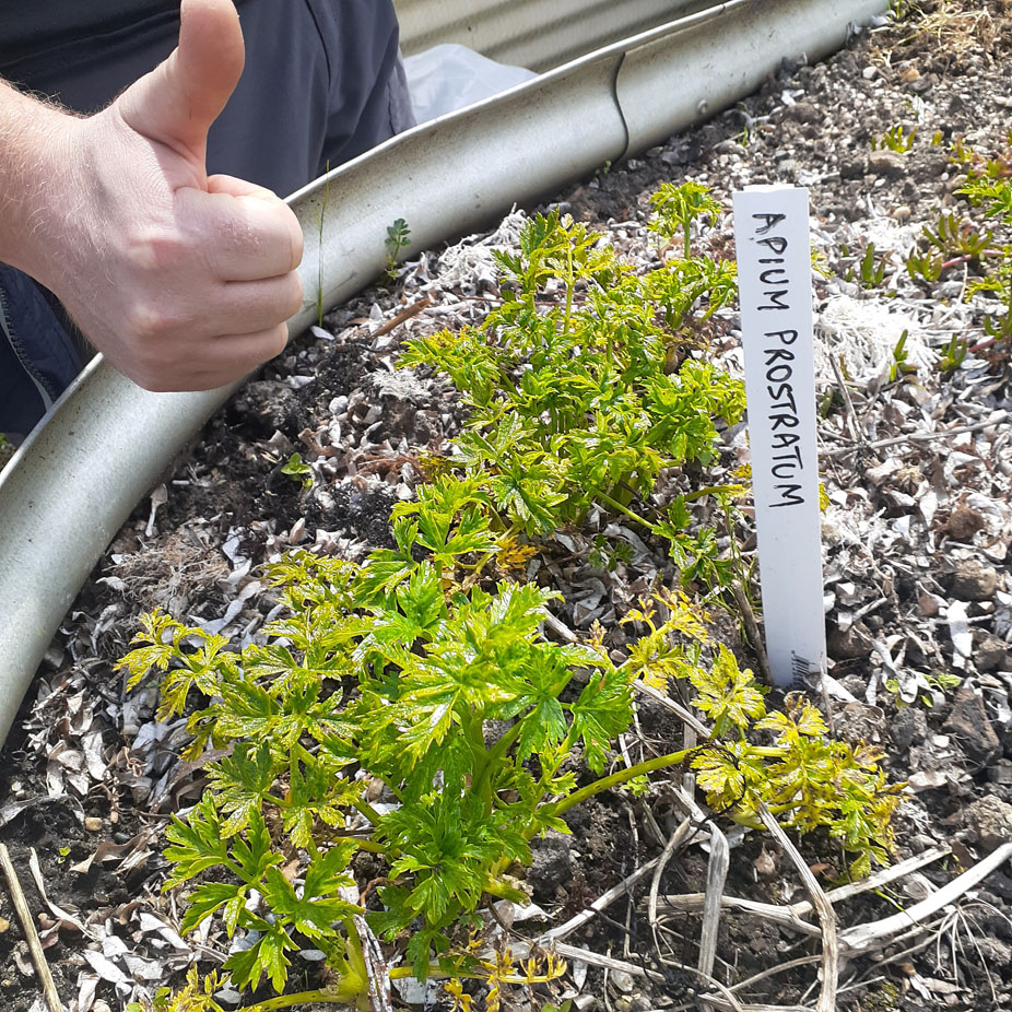 Bush food tips from a Feisty Tasmanian - Hort Journal Australia