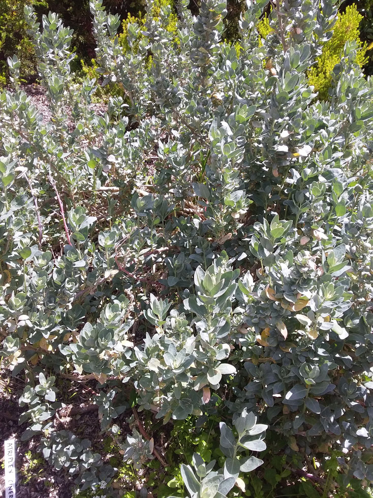 Bush food tips from a Feisty Tasmanian - Hort Journal Australia