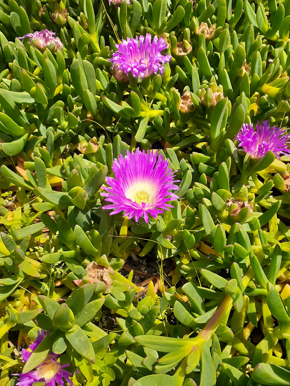 Bush food tips from a Feisty Tasmanian - Hort Journal Australia