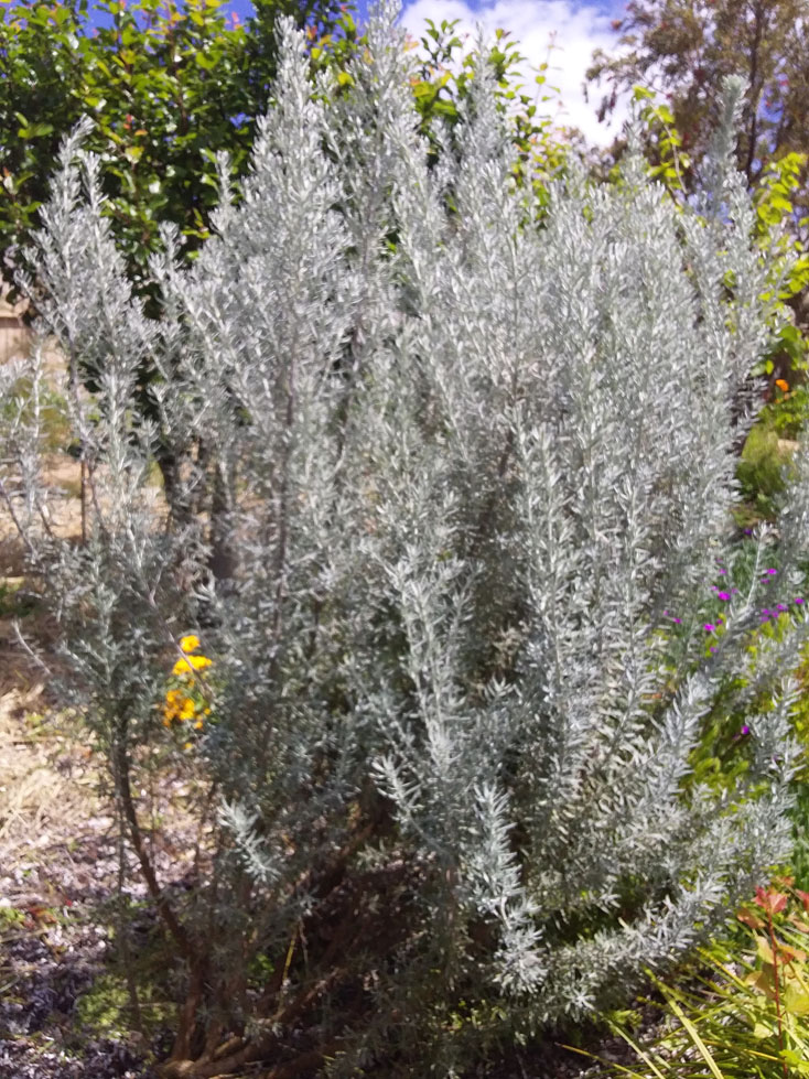 Bush food tips from a Feisty Tasmanian - Hort Journal Australia