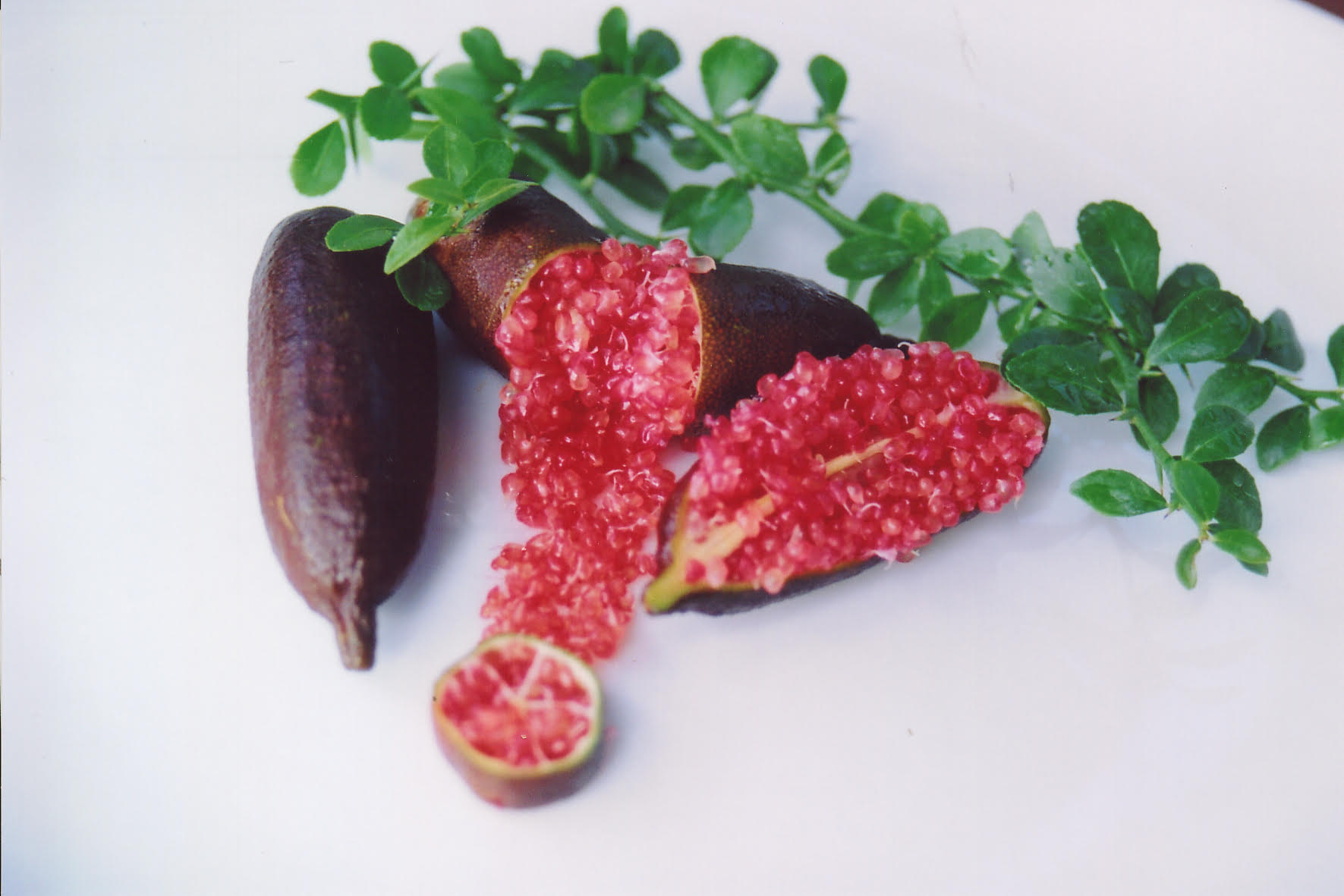 Native Citrus comes in many forms - Hort Journal Australia