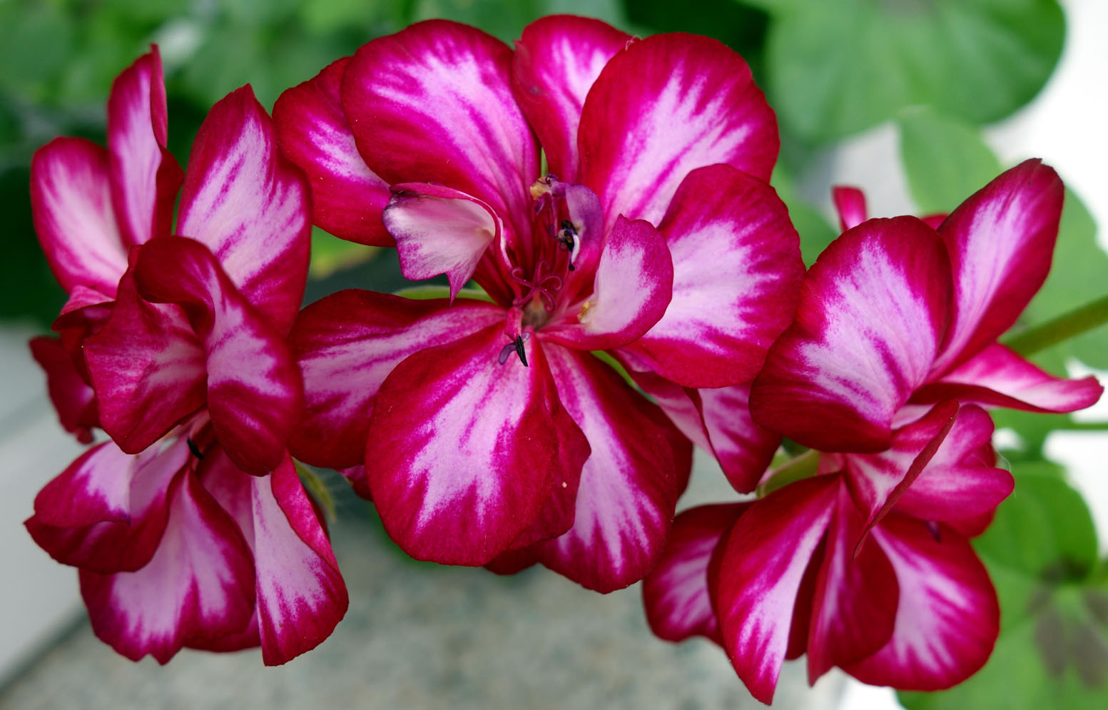 What makes a geranium? - Hort Journal Australia