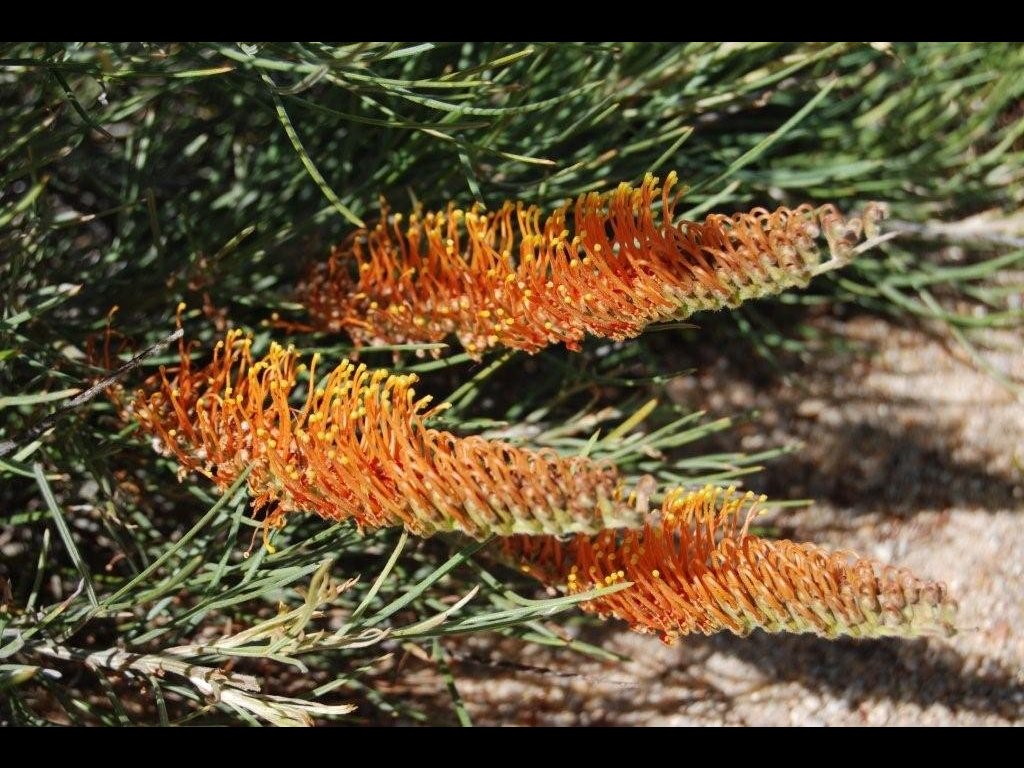 Ornamental in ochre - Hort Journal Australia