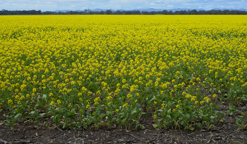 The dangers of monoculture - Hort Journal Australia
