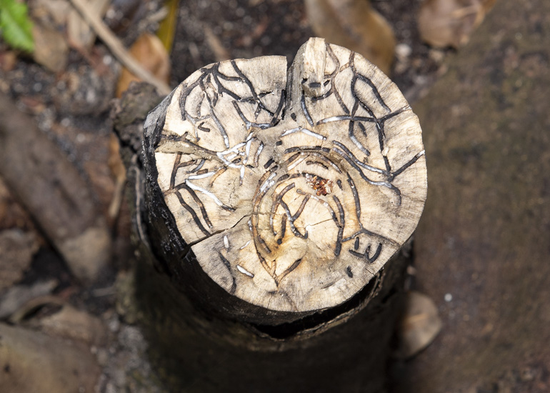 PSHB - the perfect invader - Hort Journal Australia