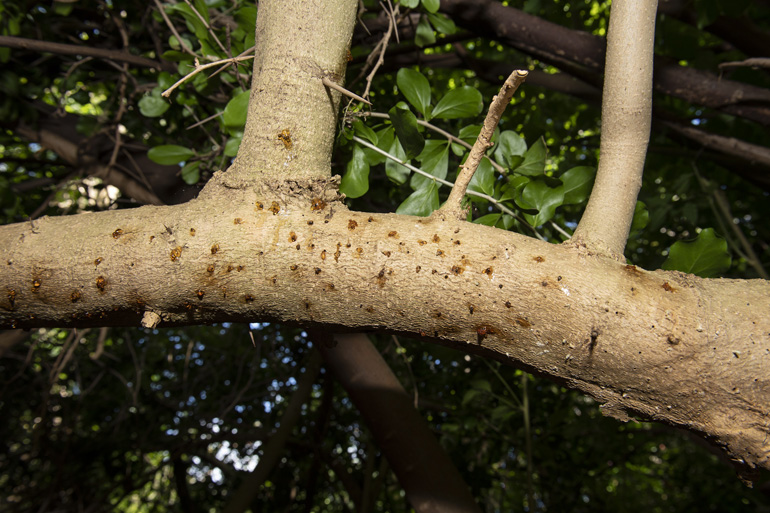 PSHB - the perfect invader - Hort Journal Australia