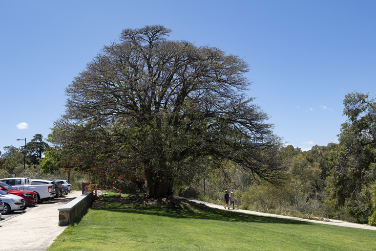 PSHB - the perfect invader - Hort Journal Australia