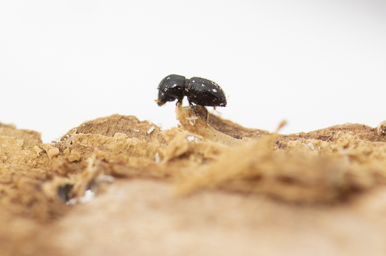 PSHB - the perfect invader - Hort Journal Australia