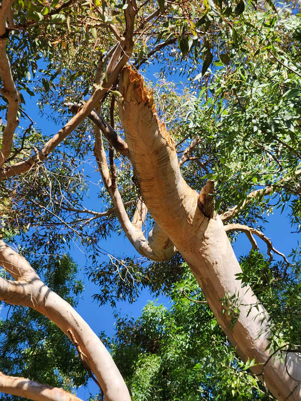 The true value of trees in our landscape - Hort Journal Australia