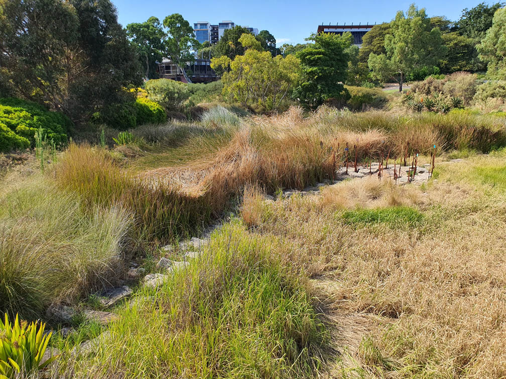 Reflecting on the Adelaide Botanic Garden Wetlands - Hort Journal Australia