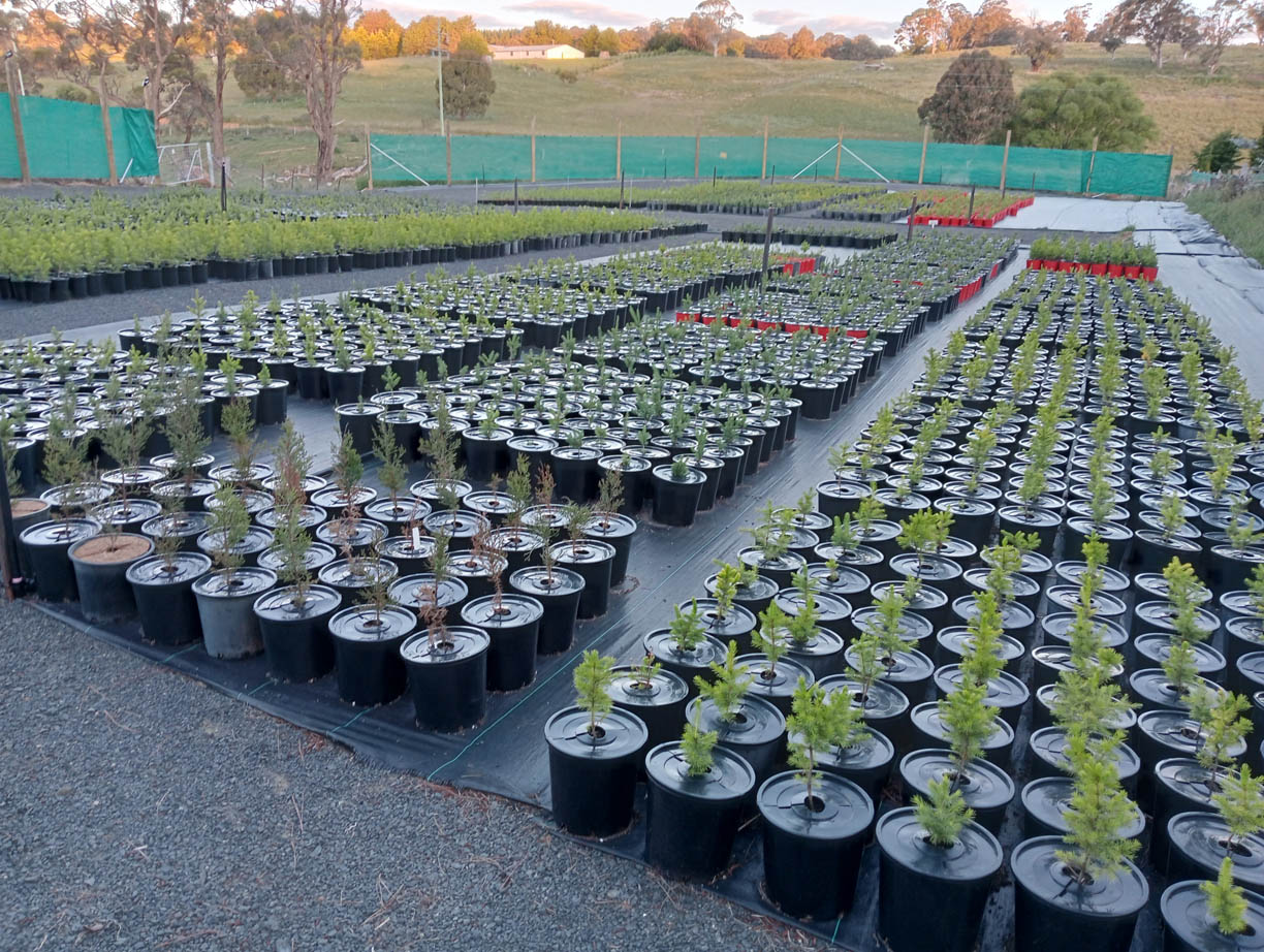 Pot developments top and bottom - Hort Journal Australia