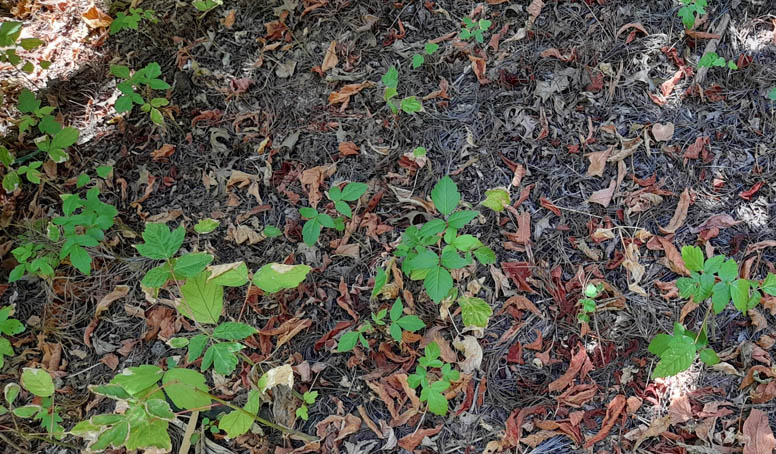 Jumping the garden fence: when wonders become weeds - Hort Journal ...