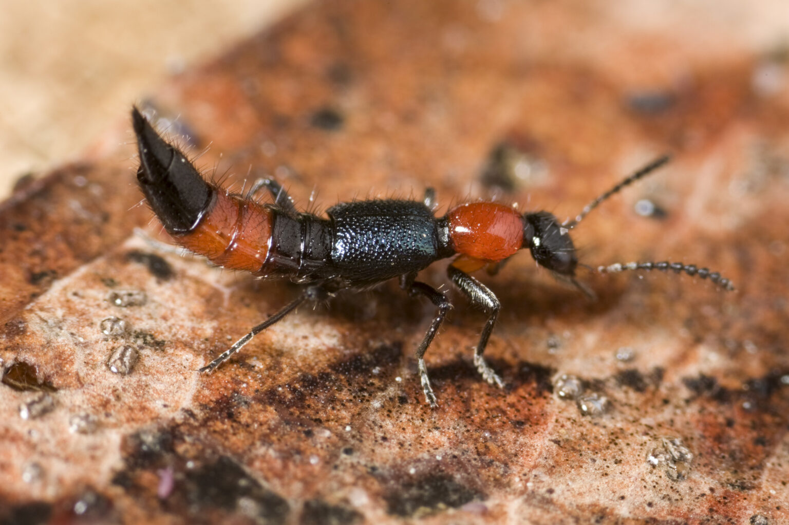 Identifying insects - Hort Journal Australia