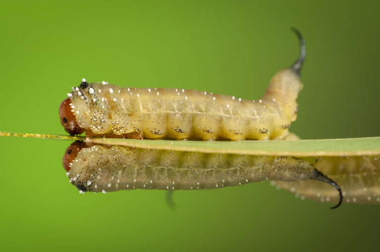 Identifying insects - Hort Journal Australia