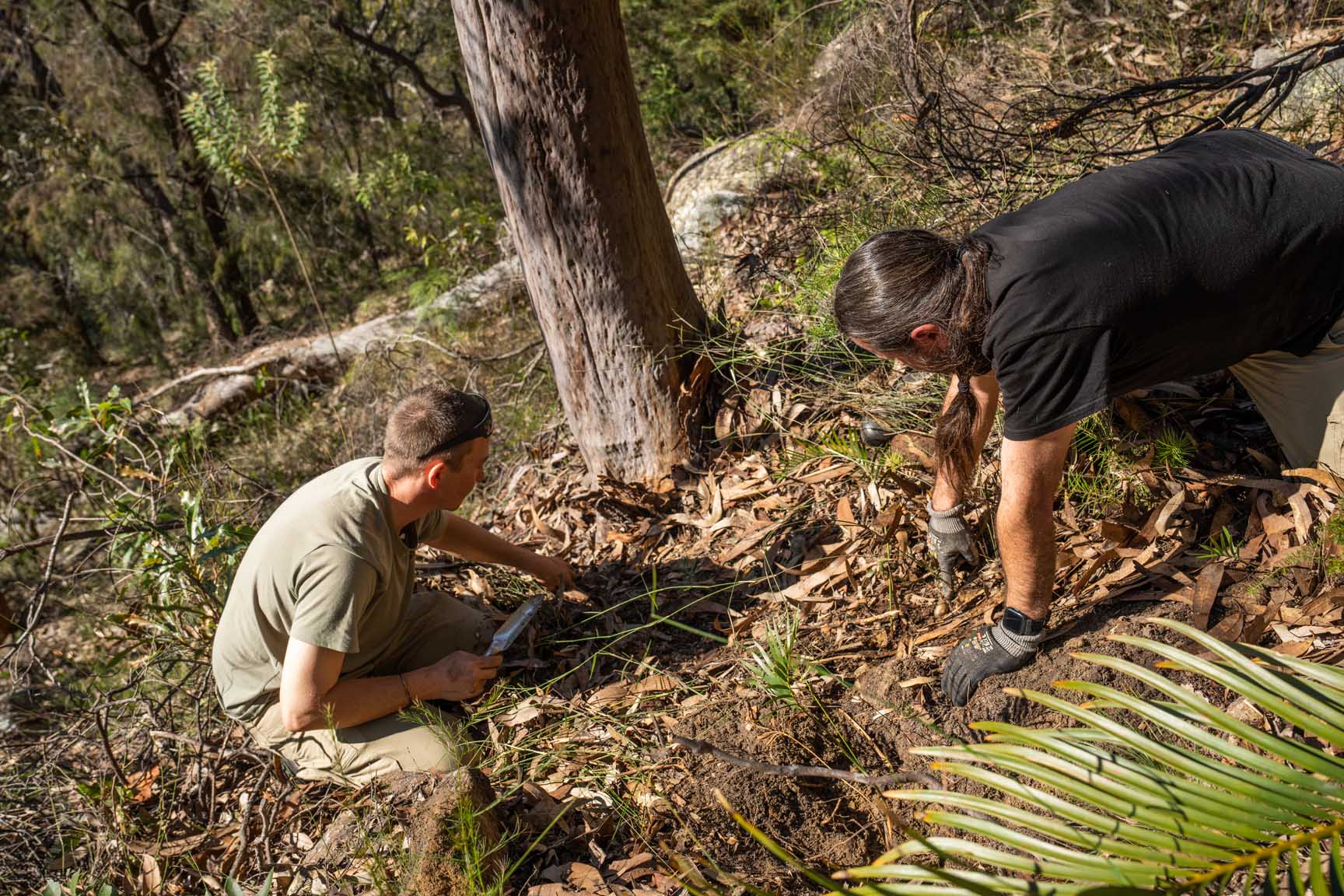 Saving cycads from extinction in botanic gardens - Hort Journal Australia