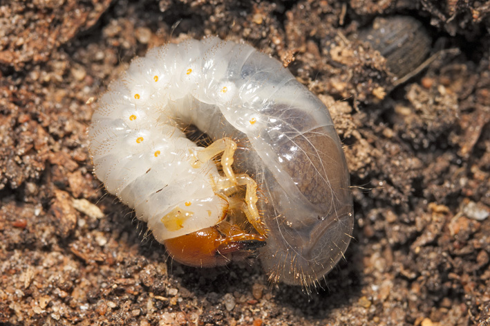 What grub is that? - Hort Journal Australia