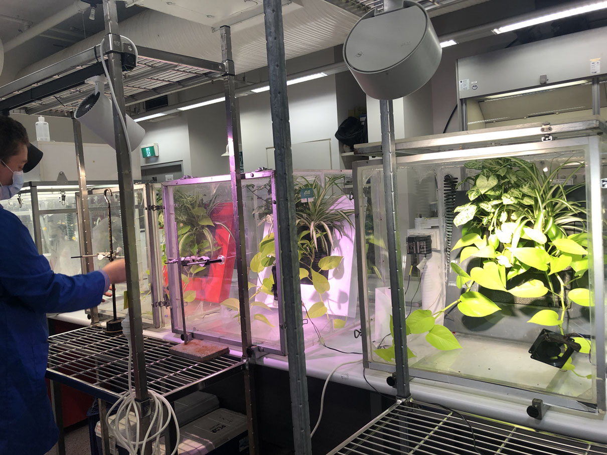 World-first research proves plants remove cancer-causing toxins from ...