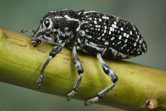 Weevils are not all pests - Hort Journal Australia