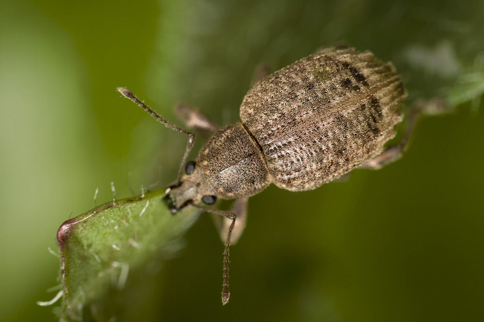 Weevils are not all pests - Hort Journal Australia