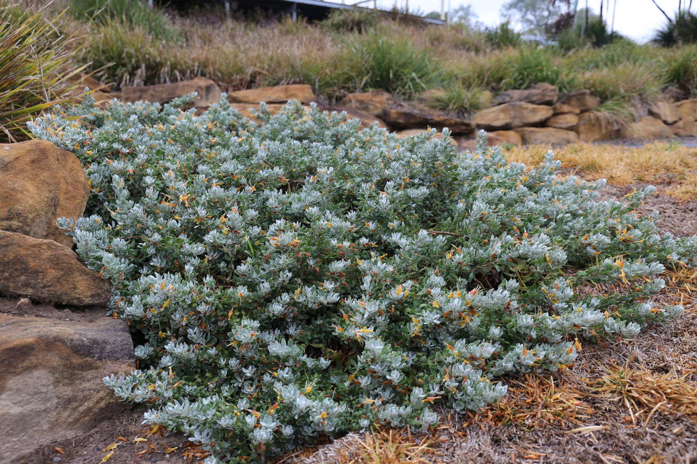 Unleashing the magic of nature with Blue Horizon™ Eremophila glabra ...