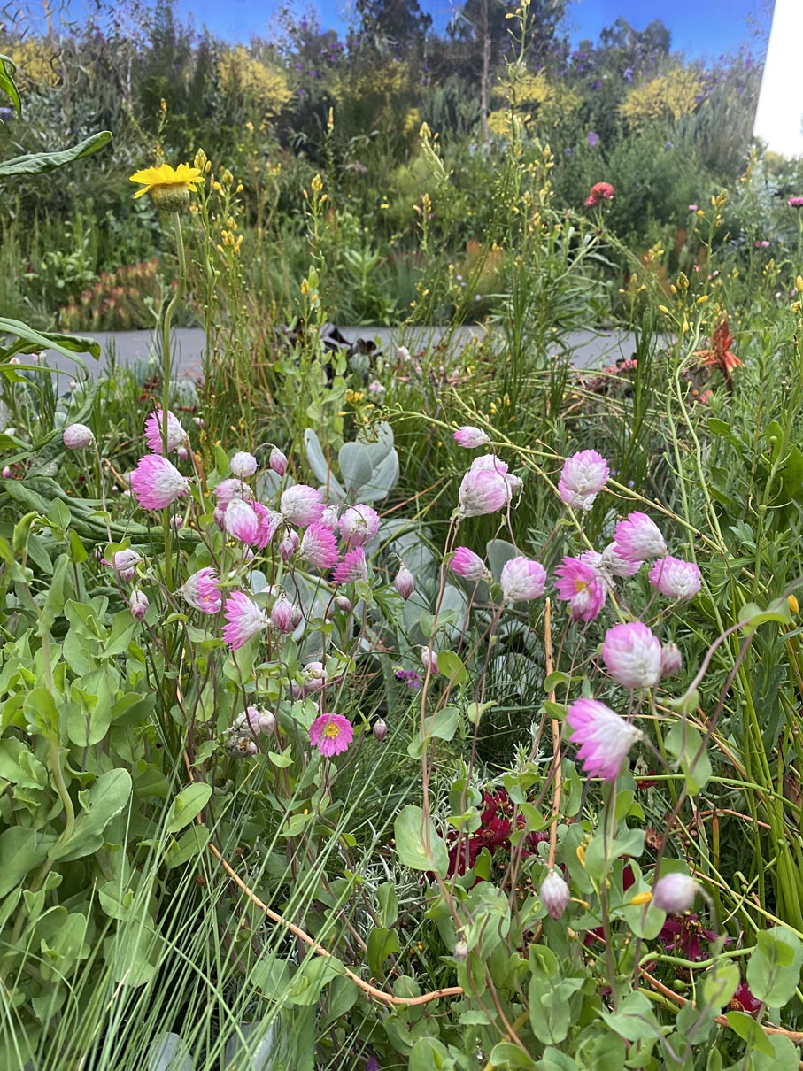 Dense and diverse urban planting – popular or misunderstood? - Hort ...