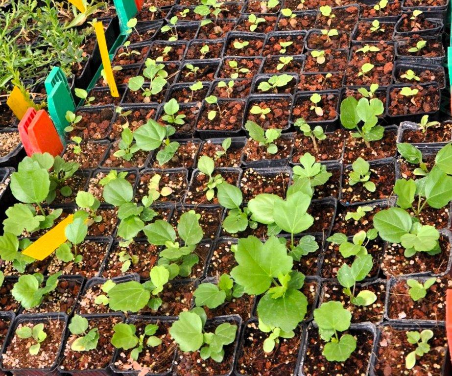 Preformed plugs or a conventional cutting mix? - Hort Journal Australia