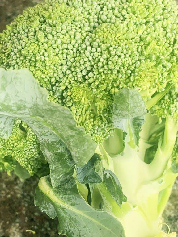 Broccoli – the best of the greens - Hort Journal Australia