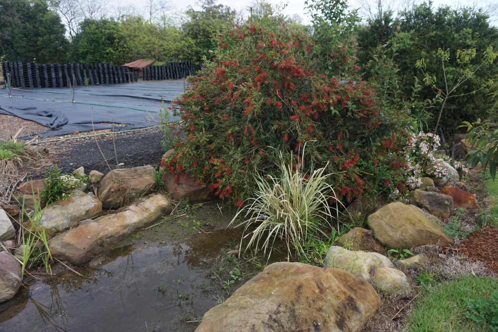 Buffer plants: Wet and dry feet superstars - Hort Journal Australia