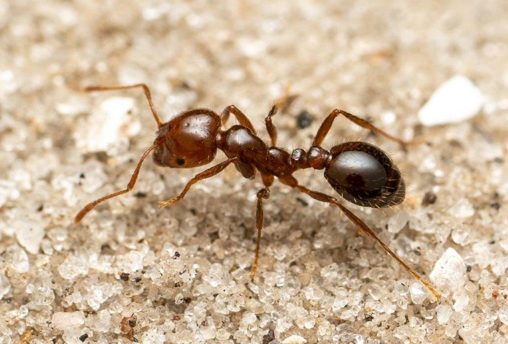 How invasive insect pests spread - Hort Journal Australia