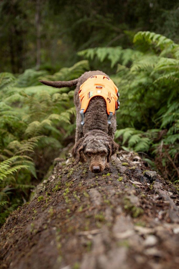 Detection dog sniffs out critically endangered fungus - Hort Journal ...