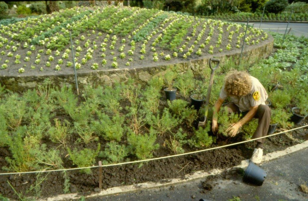 From cultivating cineraria’s to cultivating conservation - Hort Journal ...