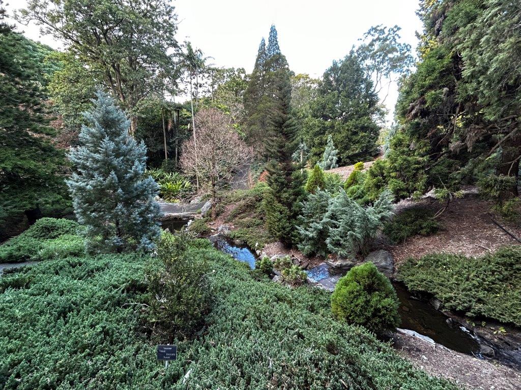 Conifers for warm climates showcased at Mt Coot-tha - Hort Journal ...