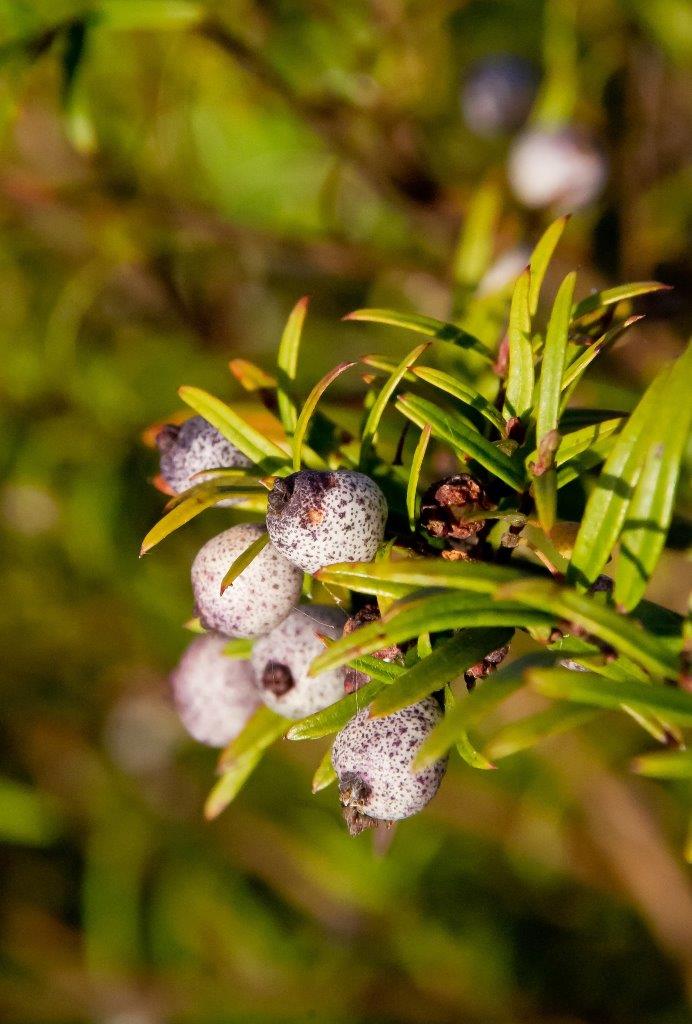 Midyim – the Australian Berry - Hort Journal Australia