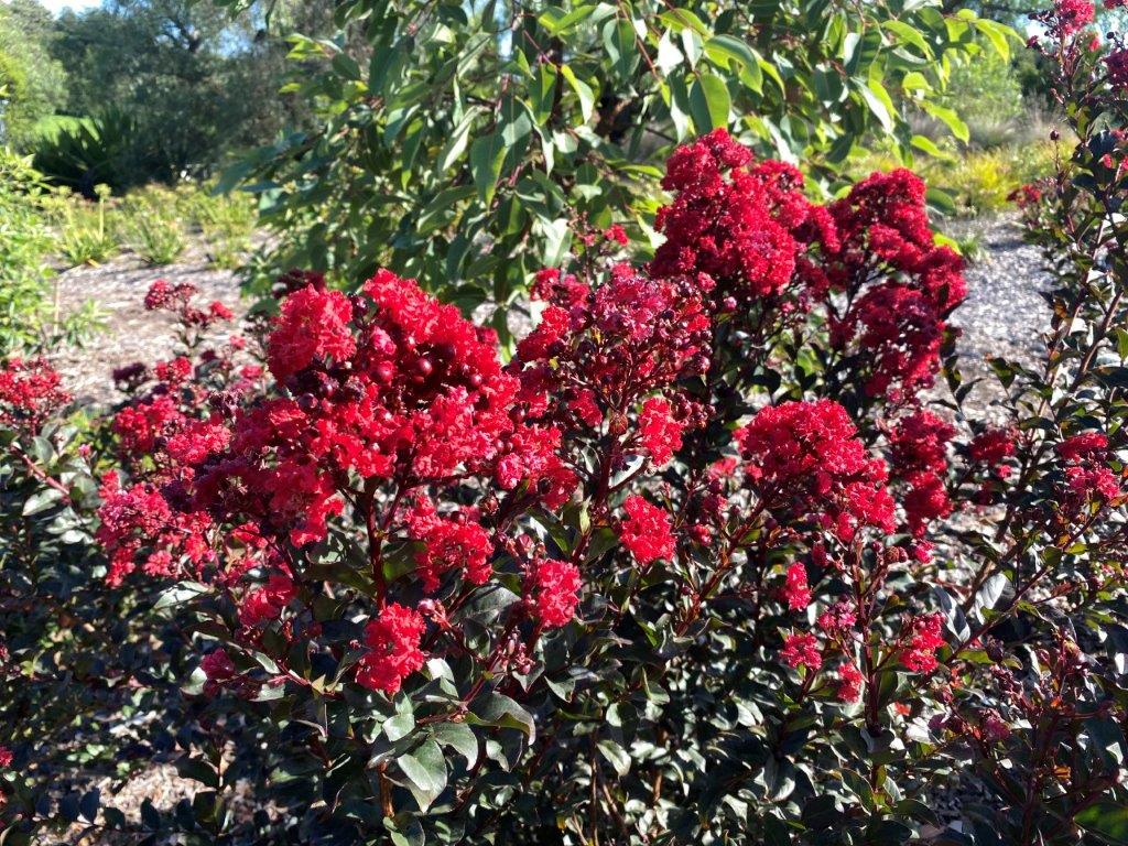 Bursts of colour with new exotic shrubby trees - Hort Journal Australia