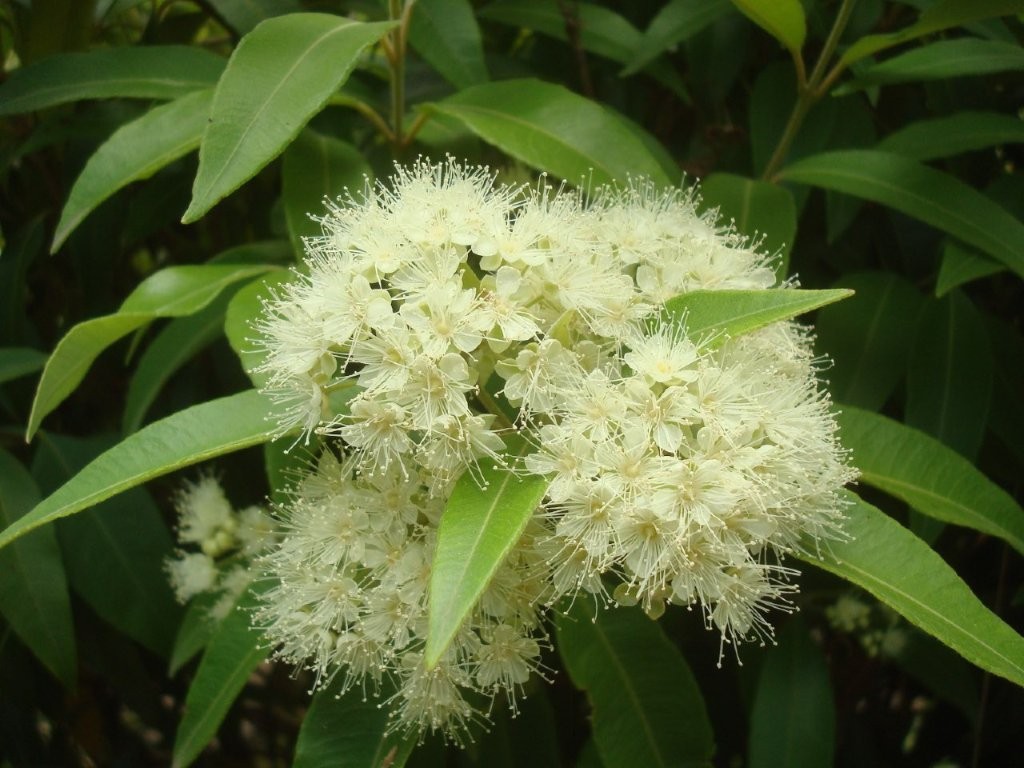 Lemon Myrtle growers in demand - Hort Journal Australia